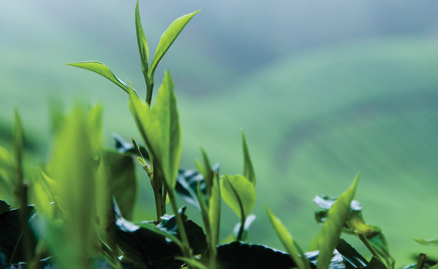 Escents' Top 3 Tea Tree Tips